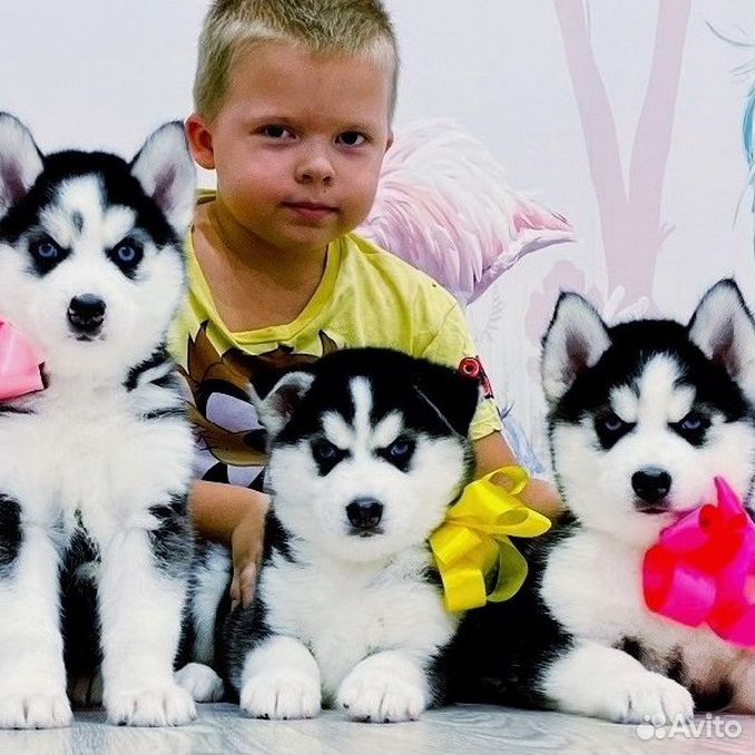 Яркие Хаски - Большой Выбор - Лучшие щеночки )