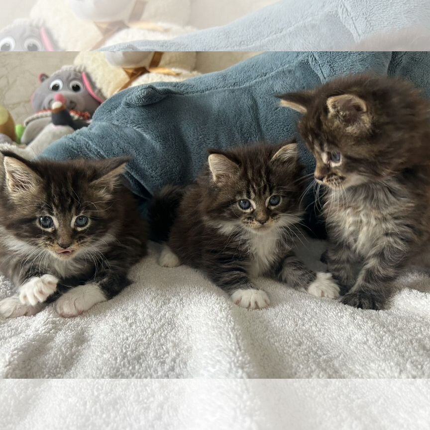 Мейн-кун котёнок