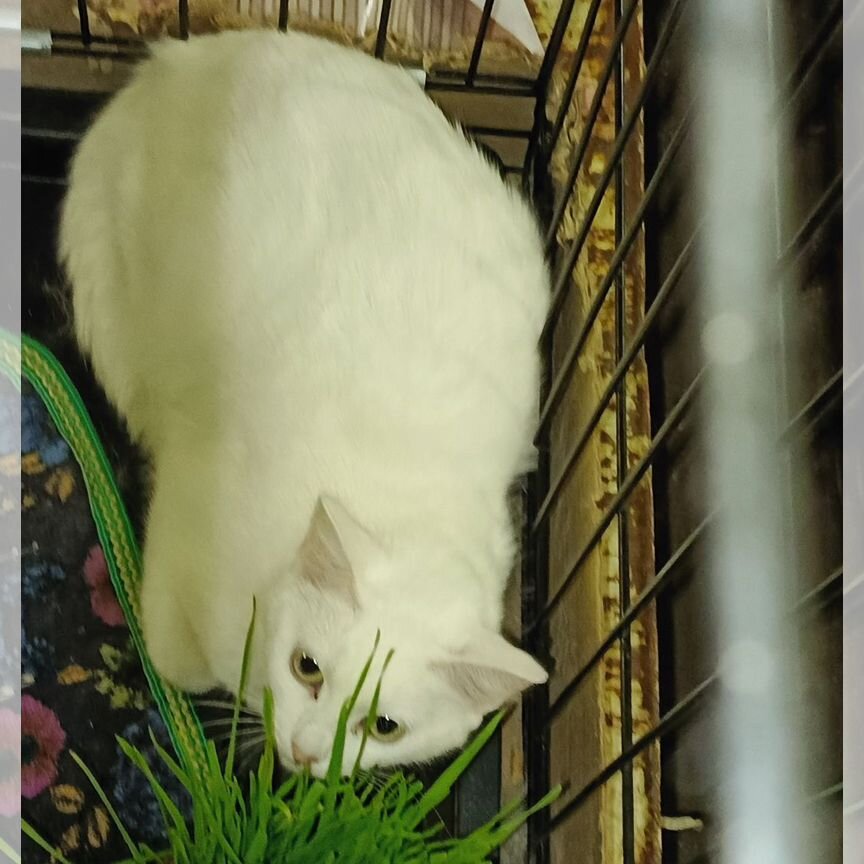 Взрослая, кошка в добрые руки