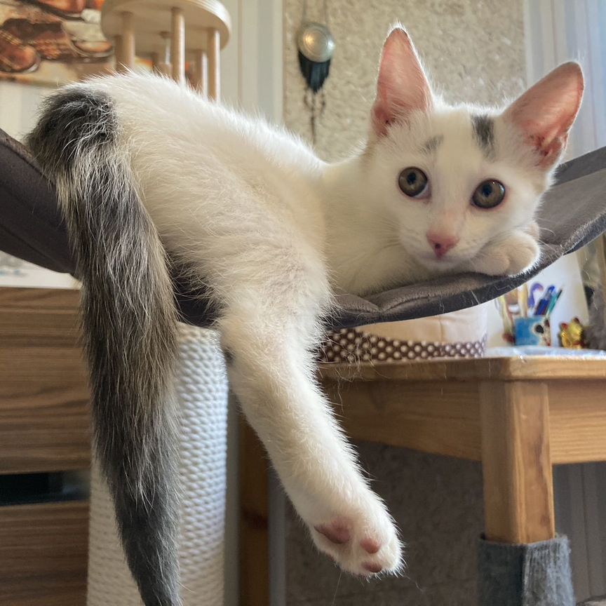 Белый котенок девочка в добрые руки