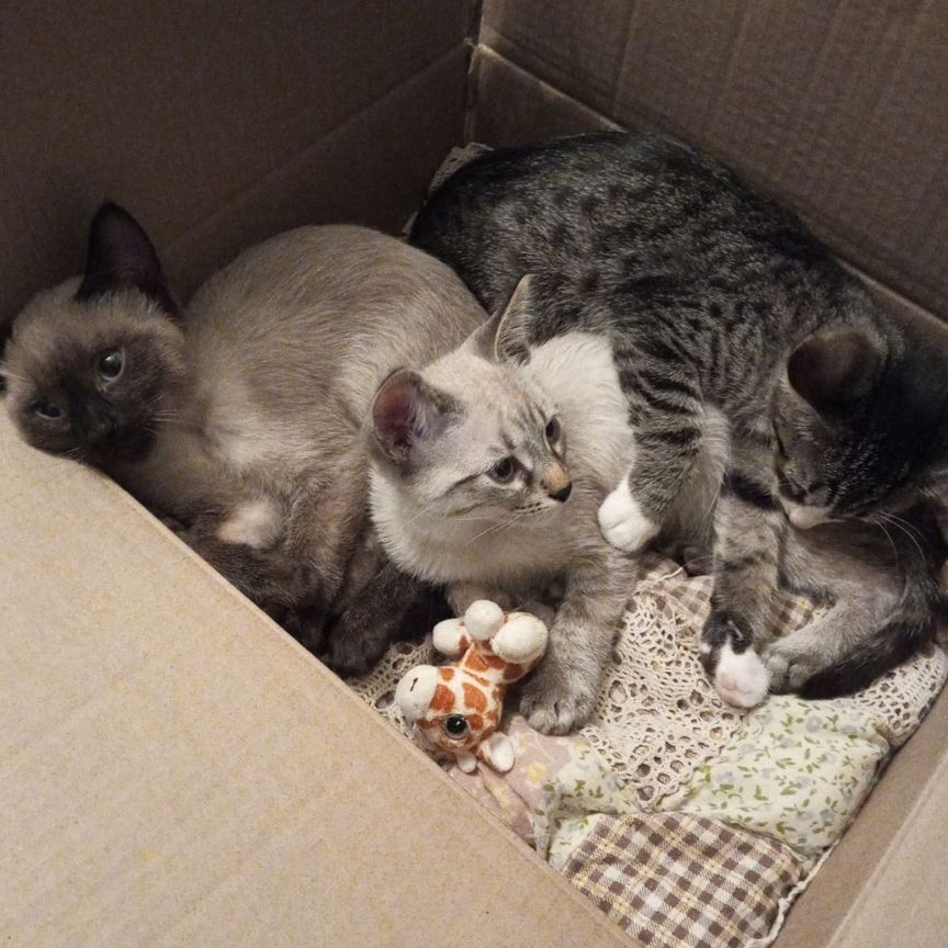 Отдам сиамских котят в добрые руки