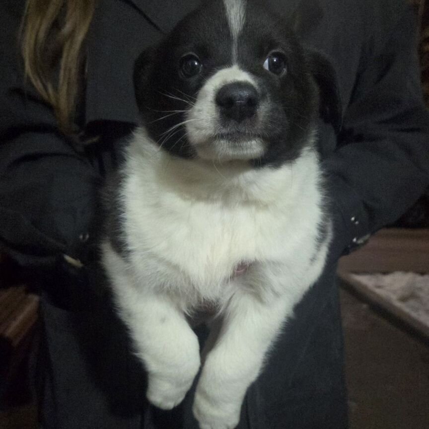 Щенок в добрые руки