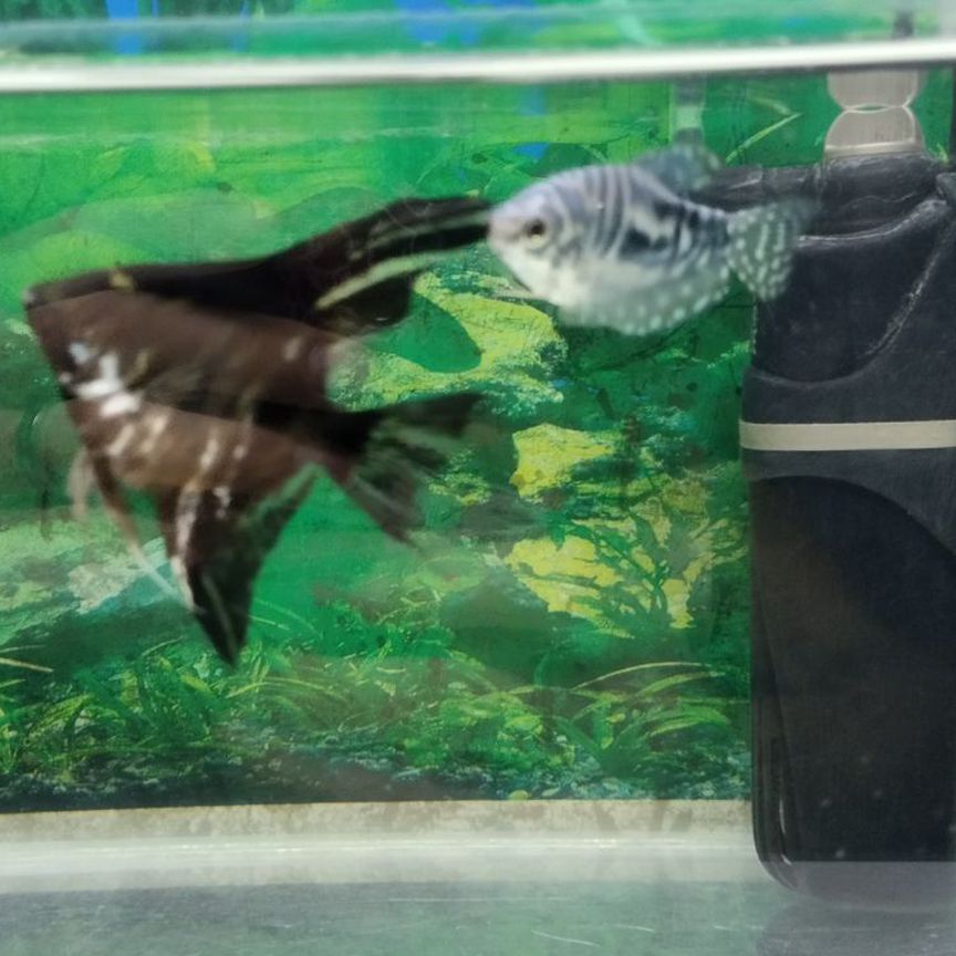 Продам рыбок