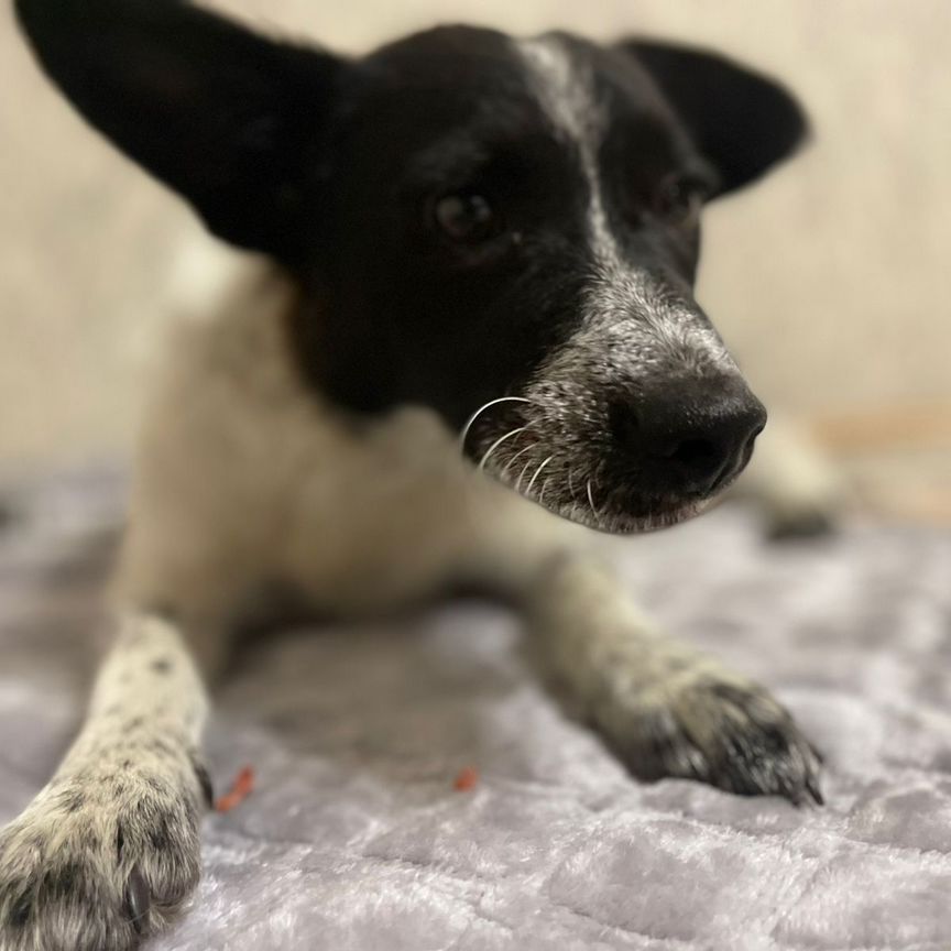 Собачка в беде