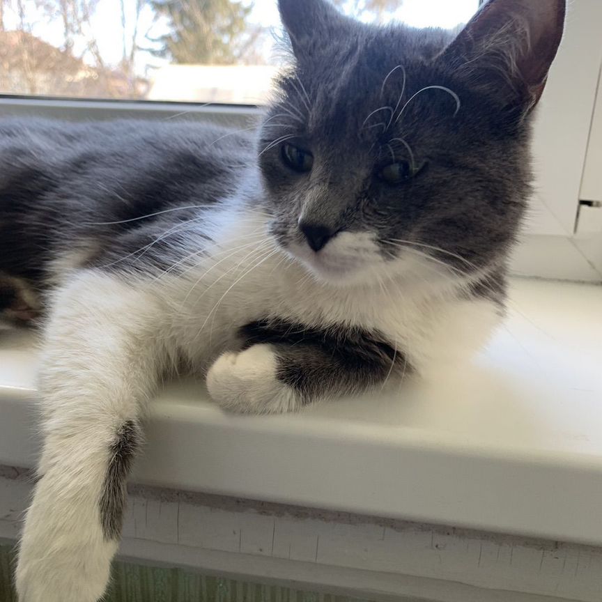 Кошка ищет дом