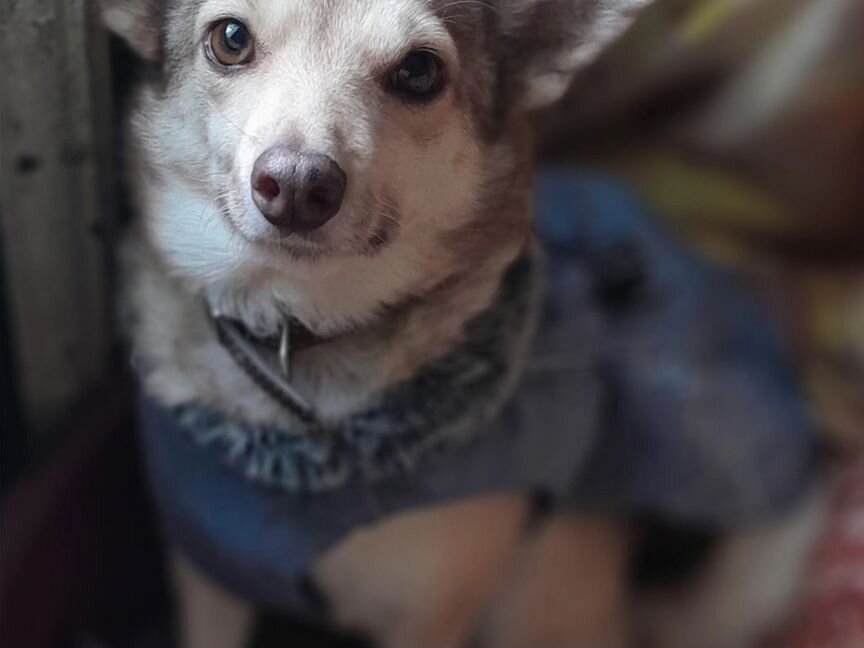 Маленькая собака ищет дом/ нужна передержка