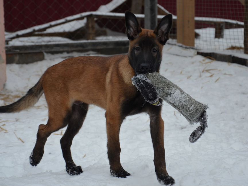 Бельгийская овчарка