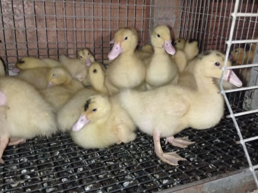 Мулард подрощенный