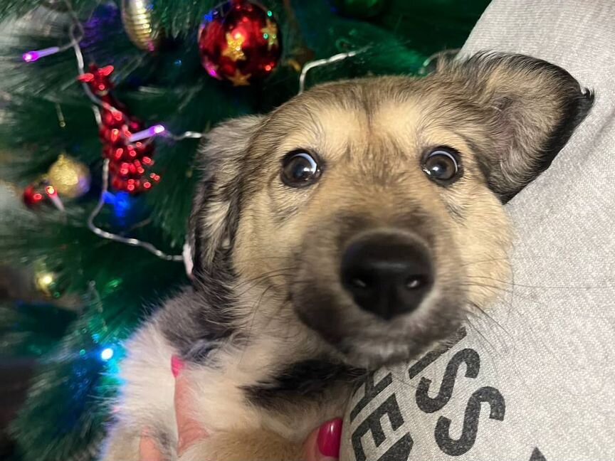 Жульена-Жулька, 3 мес