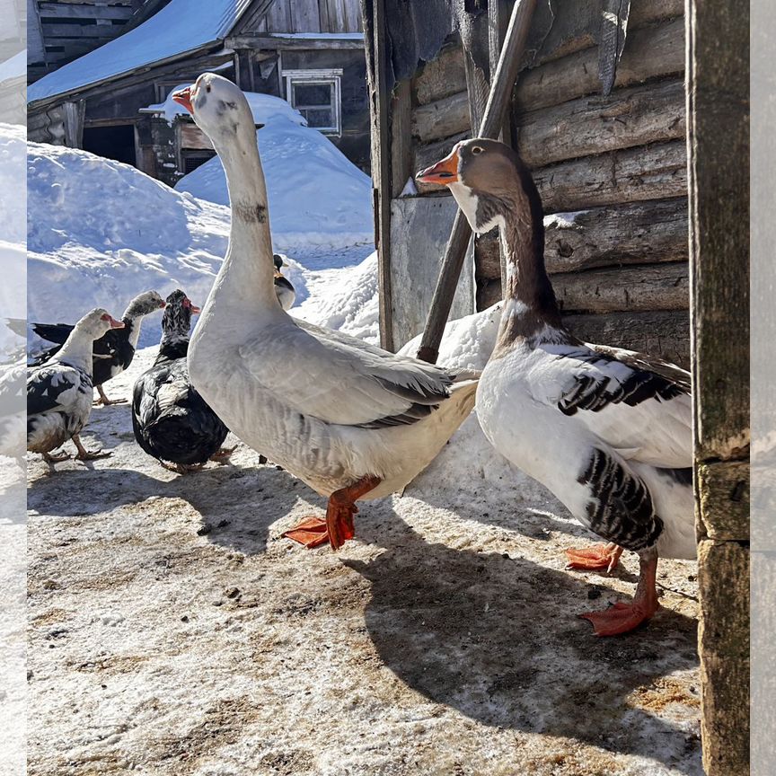 Гусыня и гусак на завод