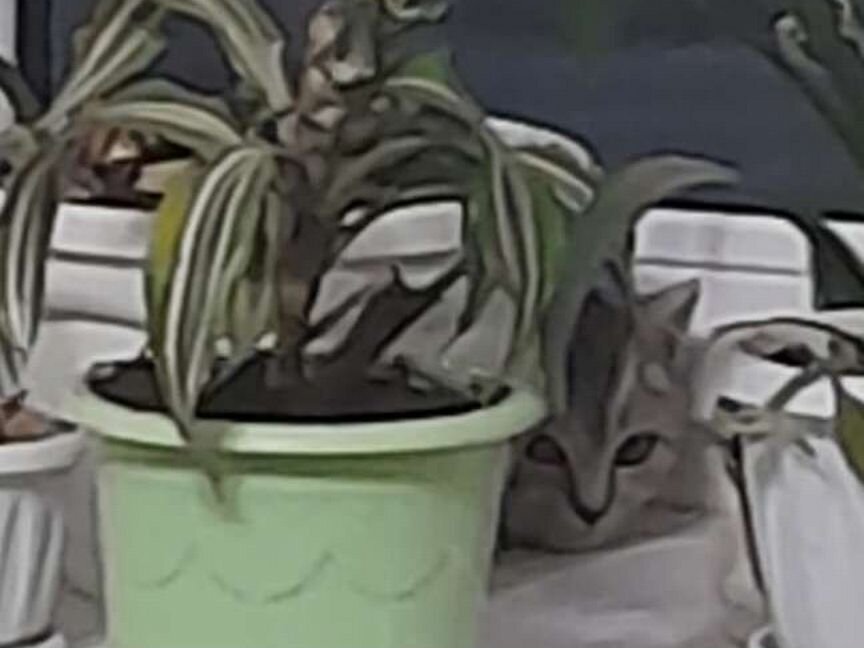 Британский котик