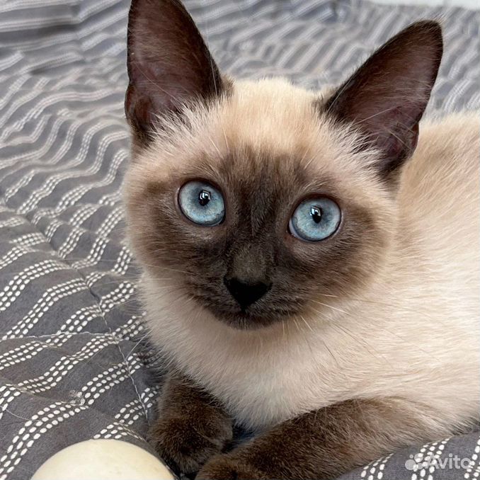 Котенок (мальчик, фенотип тайской породы) ищет дом
