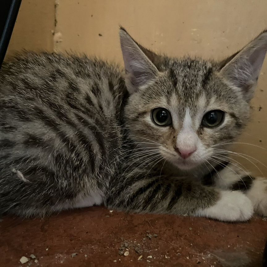 Котенок мальчик 2,5 мес