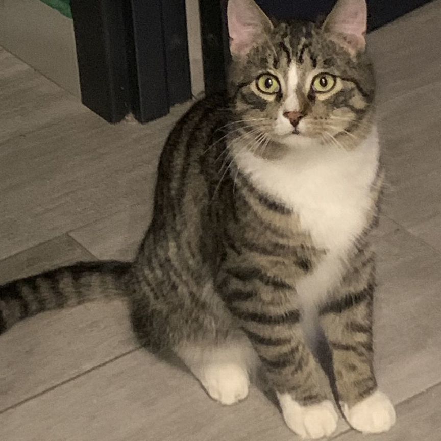 Котёнок в добрые руки