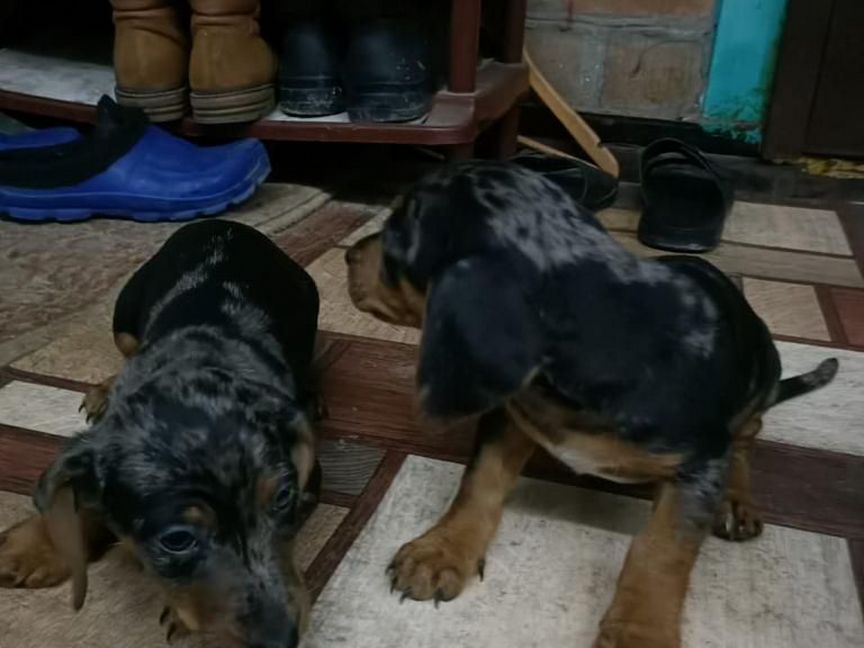 Мраморная такса