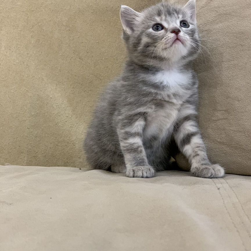 Полубританка