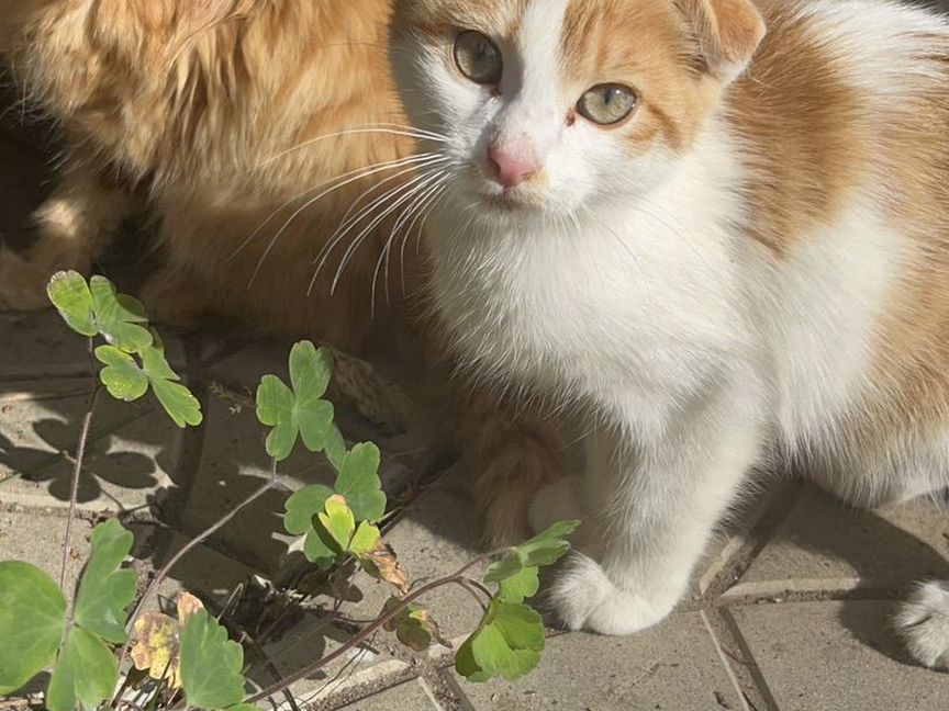 Эксклюзивные котятки в добрые руки