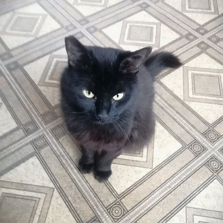 Вальяжный котик