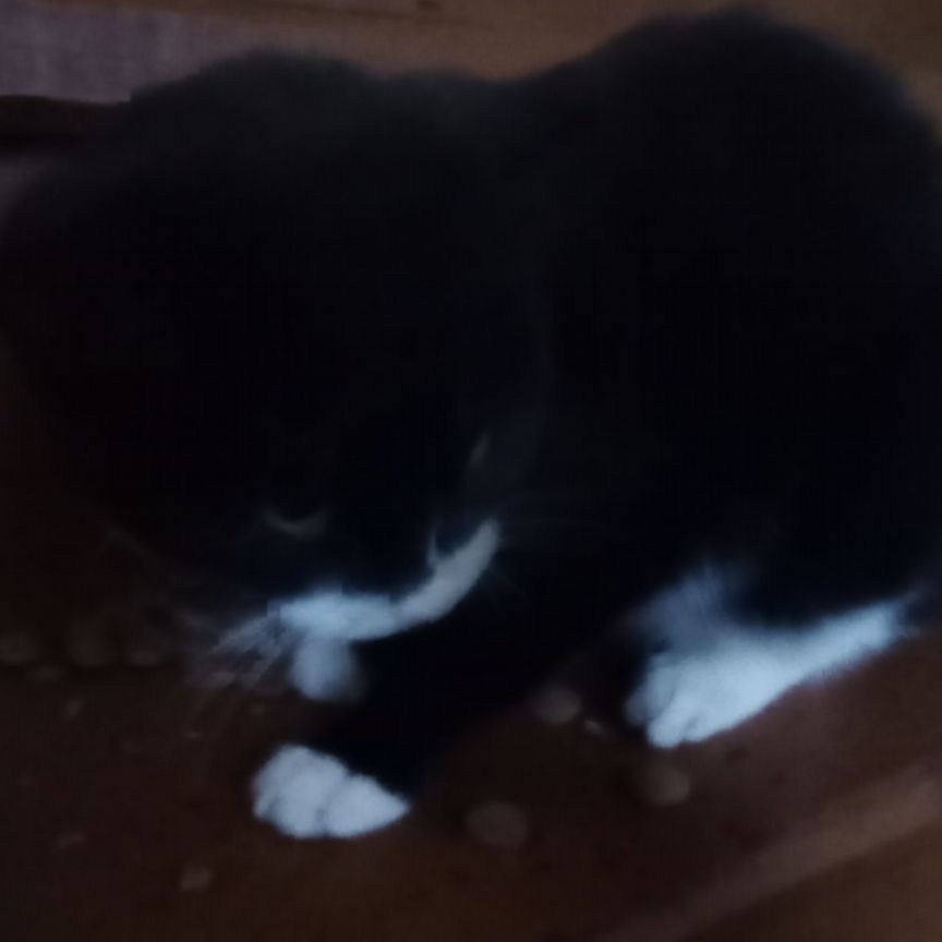 Отдам в добрые руки, собаку, кота, кошку и котёнка