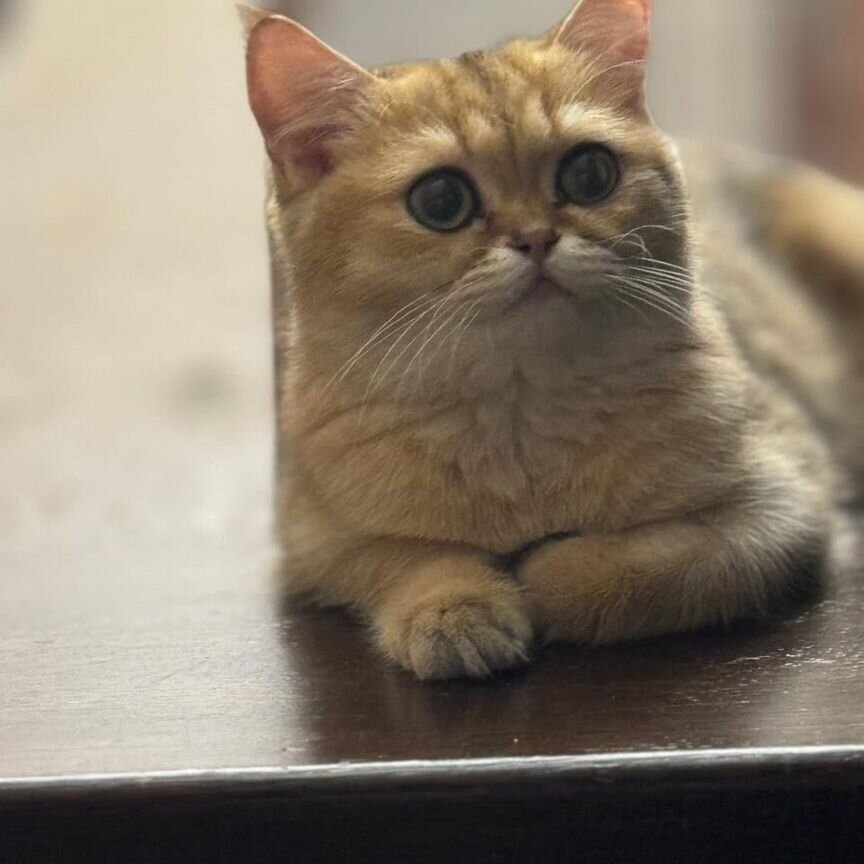 Котята золотая шиншилла 9 месяцев