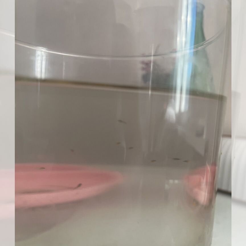 Рыбки гуппи