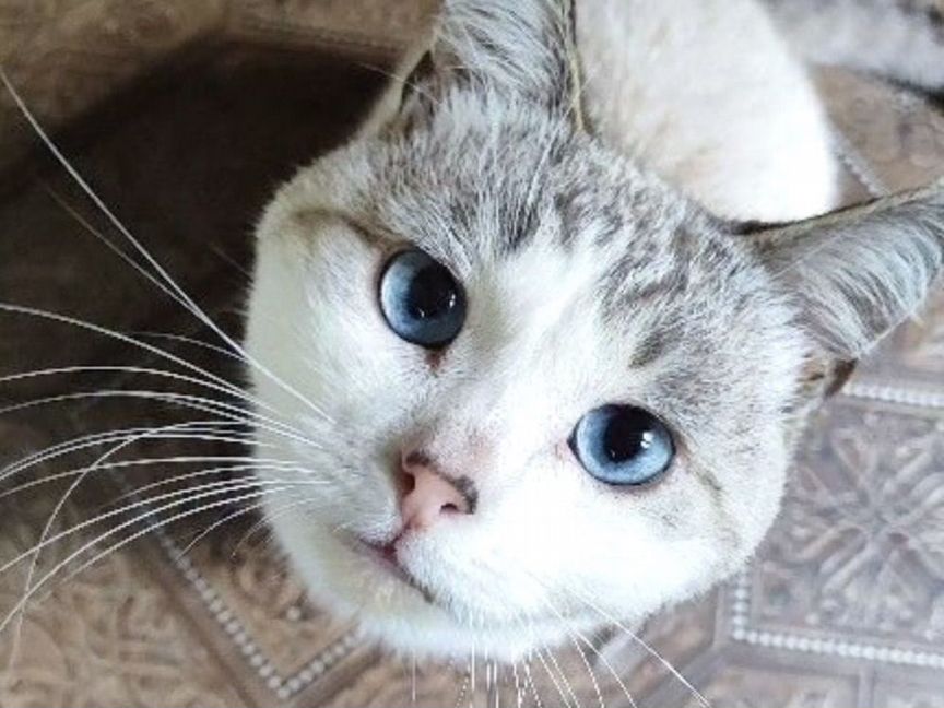 Голубоглазый котик