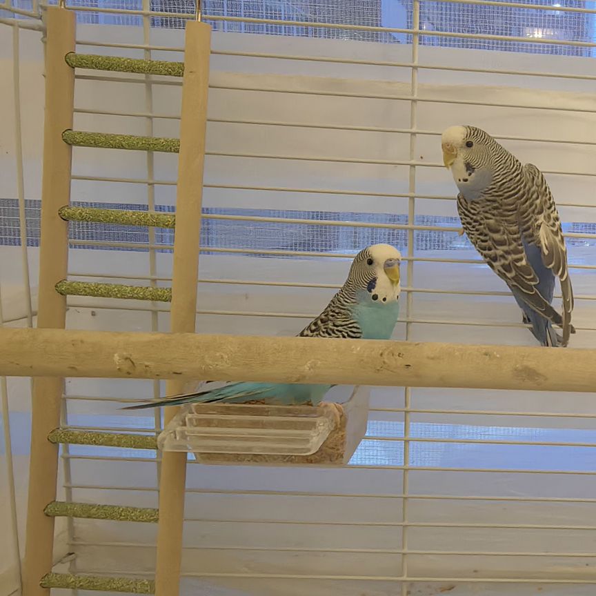 Волнистые попугаи с клеткой