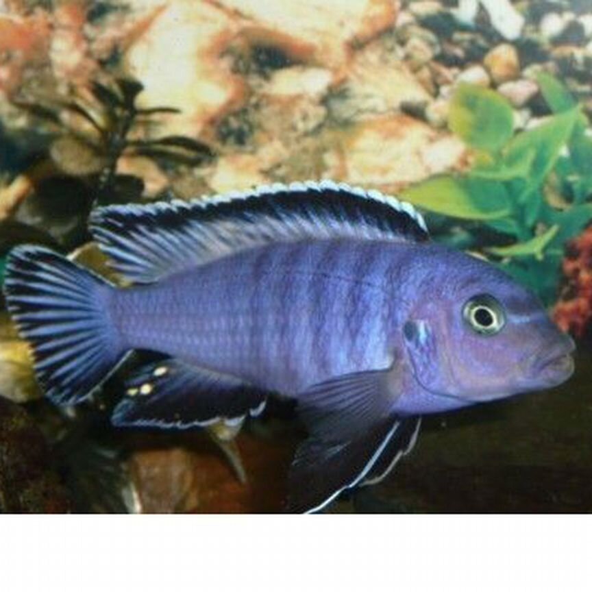 Малавийские циклиды