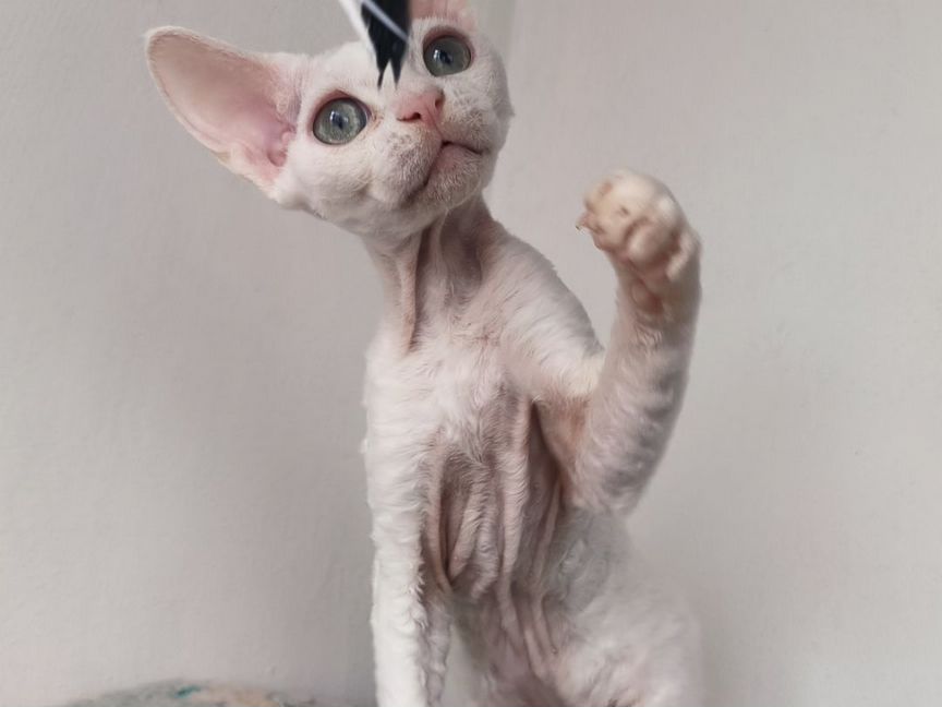 Мальчик Оливер