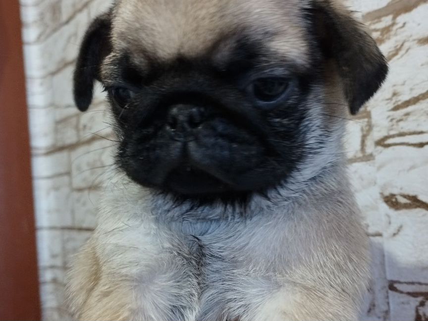 Щенки мопса девочки