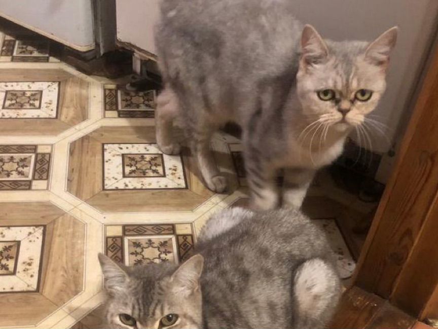 Кошка