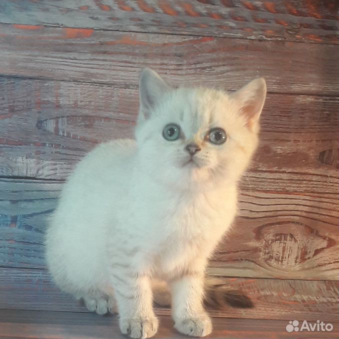 Милая крошка