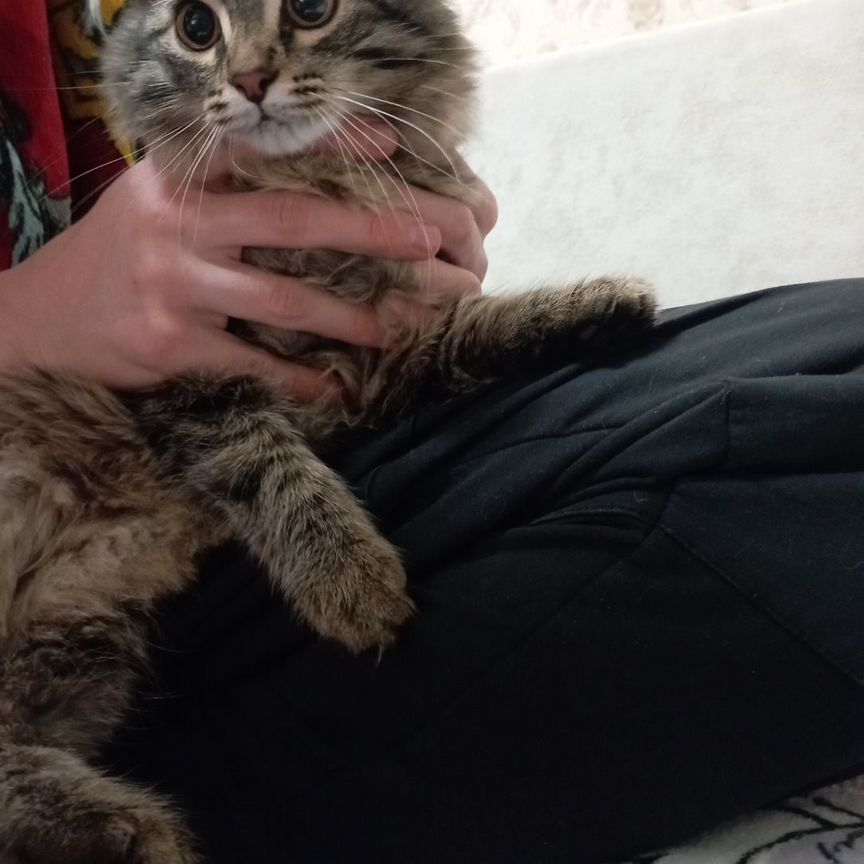 Котенок в добрые руки