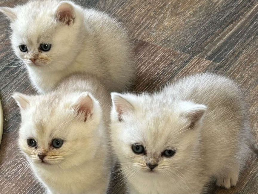 Британская серебристая шиншилла