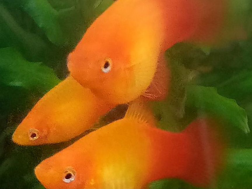 Рыбки оптом