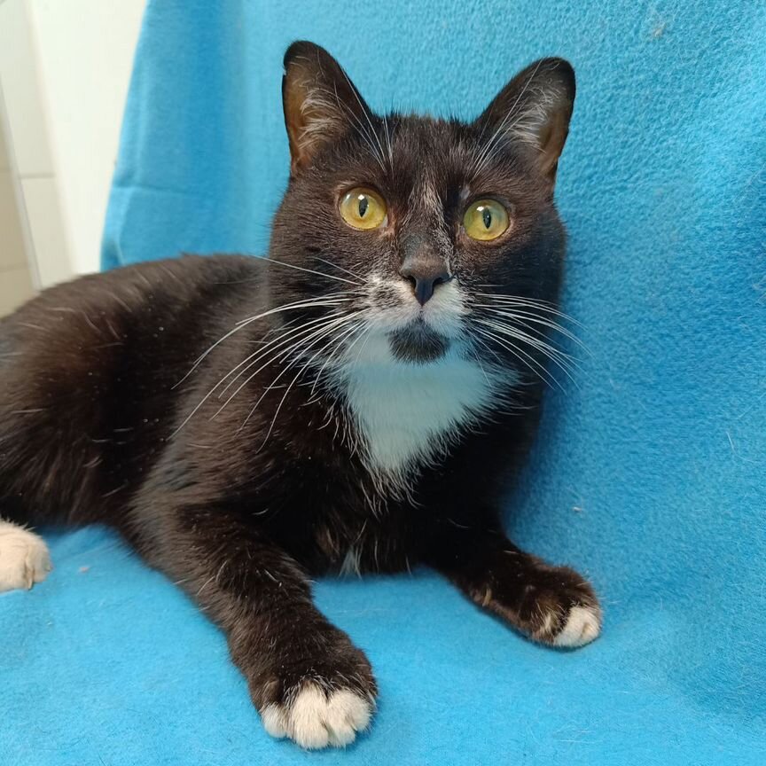 Котик Моцарт