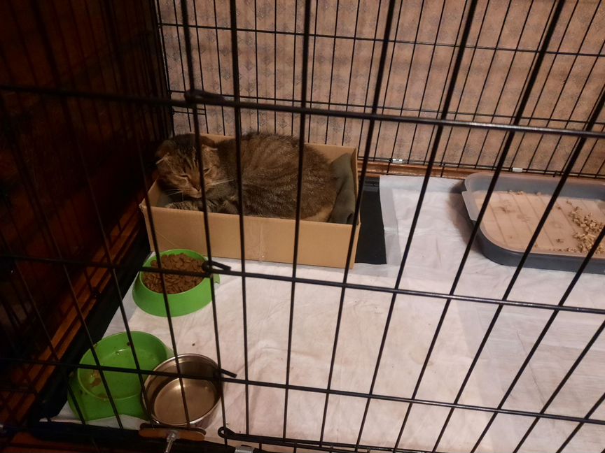 Коту нужна помощь