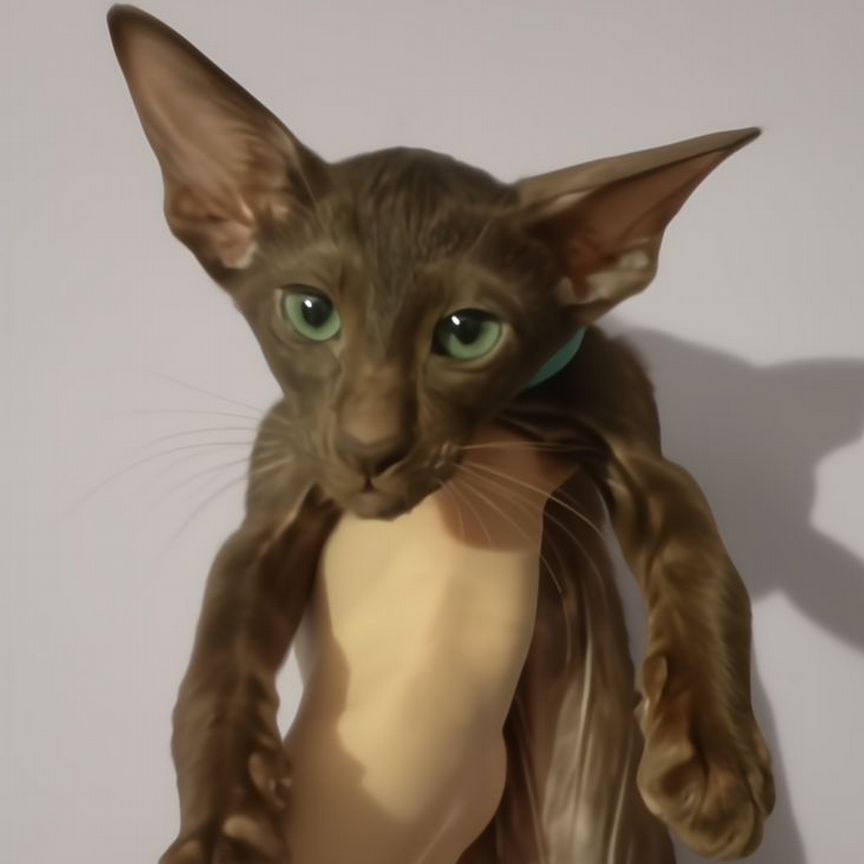 Ориентальный котёнок