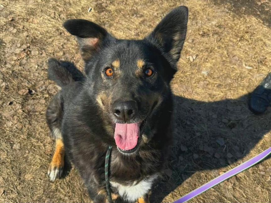 Собака скучает без человека