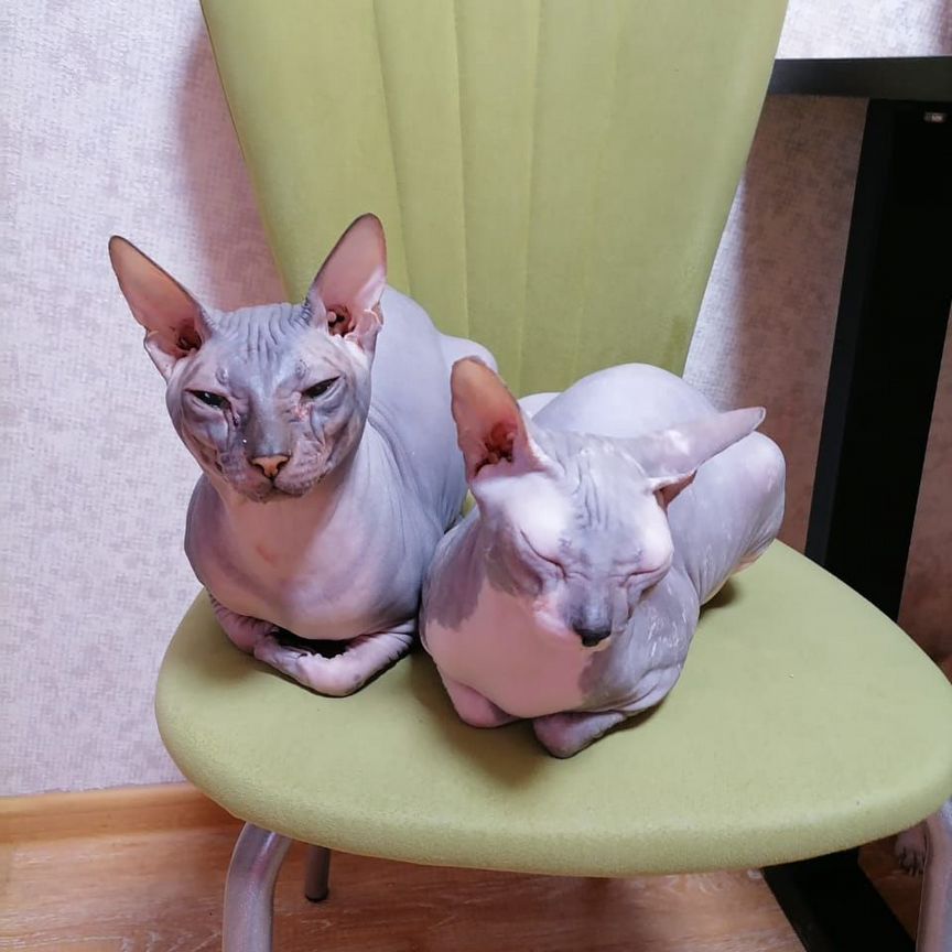 Сфинкс ластик