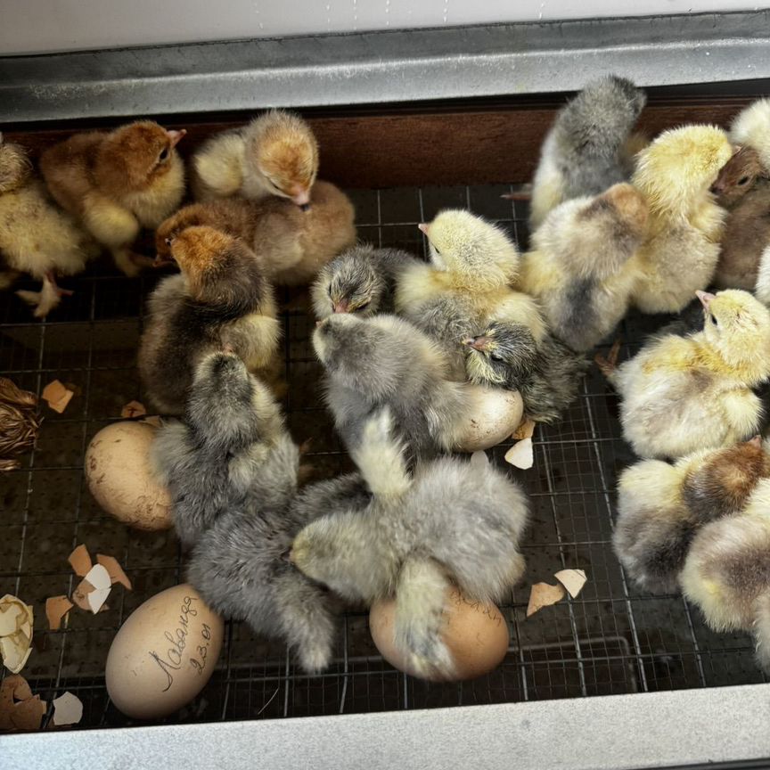 Цыплята брама