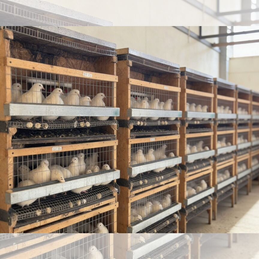 Перепелки живые от производителя с доставкой