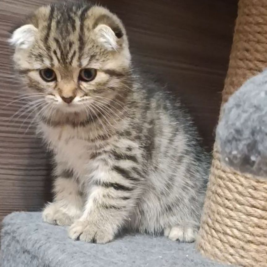 Шотландский вислоухий короткошёрстный котёнок