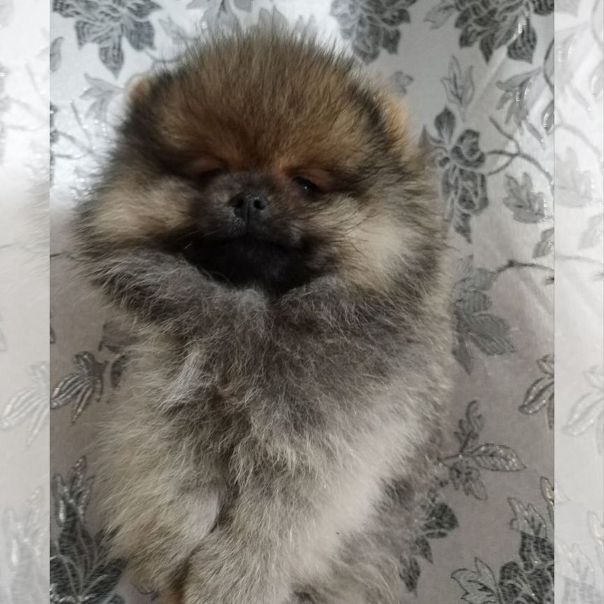 Померанский шпиц