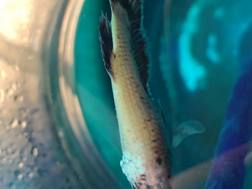 Петушок самка (курочка)