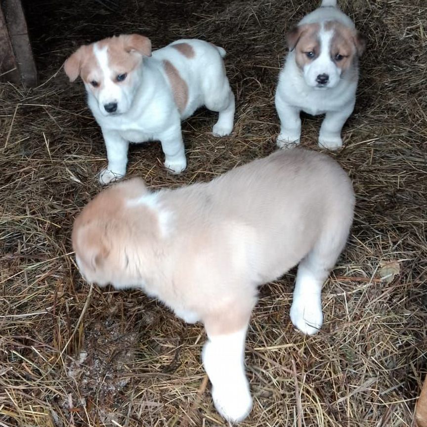 Щенки алабая продажа