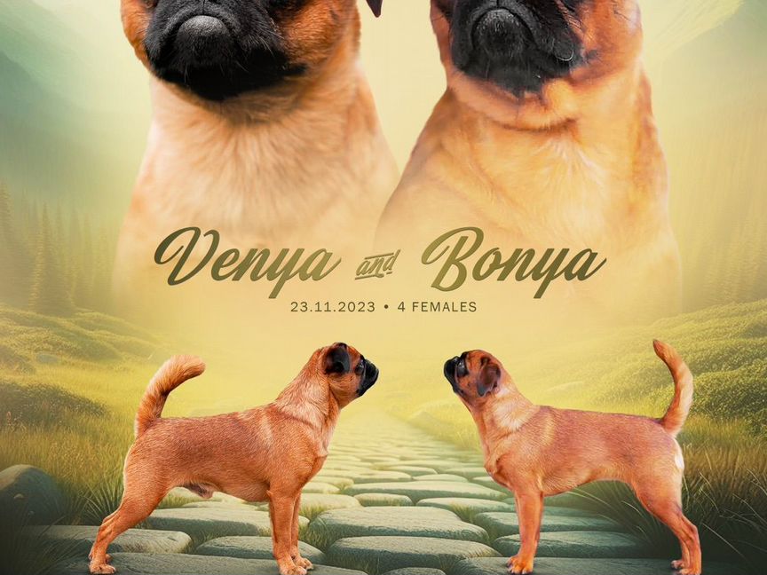 Пти брабансон, девочки родословная РКФ