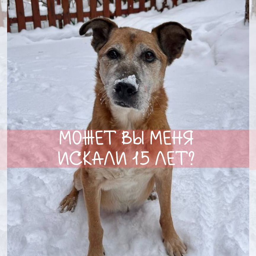 Взрослый пёс в добрые руки