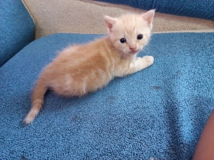 Котёнок в добрые руки мальчик