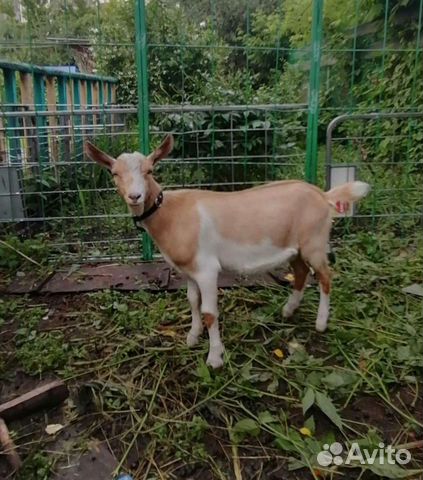 Козел на продажу или обмен